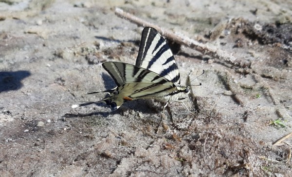 La chasse aux papillons - L'écologie des jardiniers